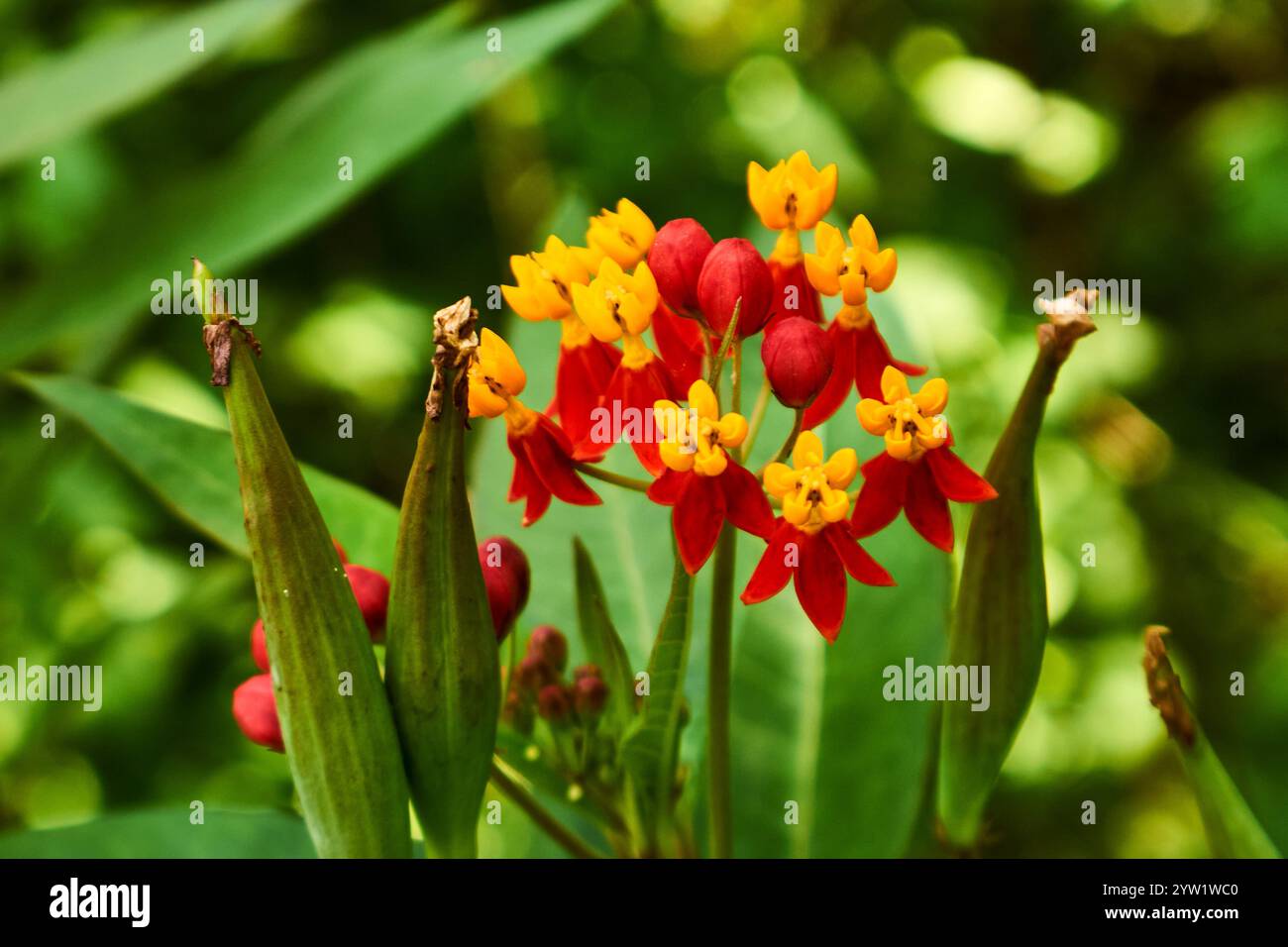 Butterfly, Asclepias tuberosa, detailed photo of red and orange algae ...