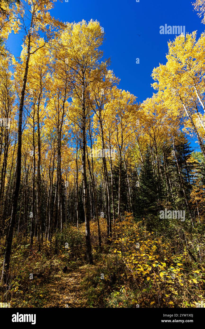 A forest with many trees in it. The trees are yellow and the sky is ...