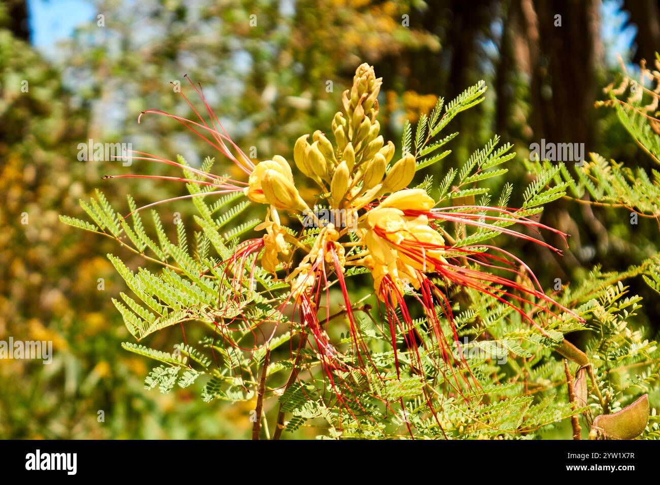 Erythrostemon gilliesii (binomial name) bird of paradise shrub, desert bird of paradise, yellow ...