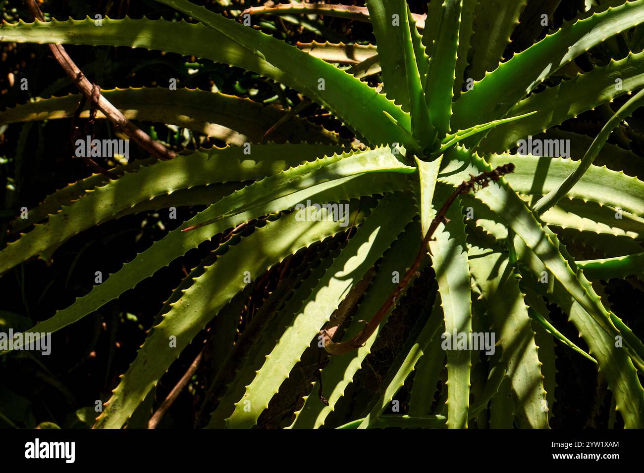 Large aloe vera plant with healing properties Stock Photo - Alamy