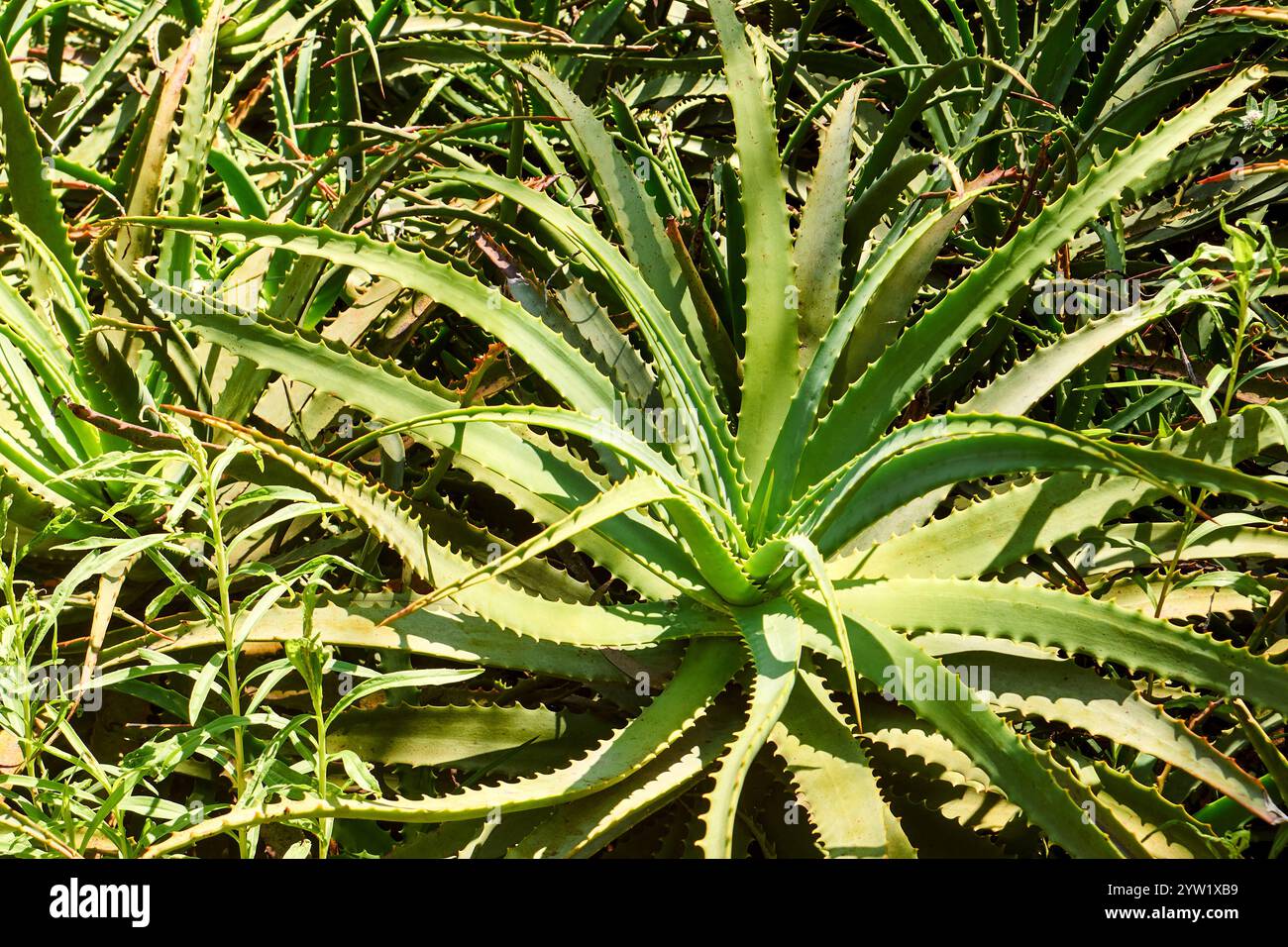 Aloe tree in bloom hi-res stock photography and images - Alamy