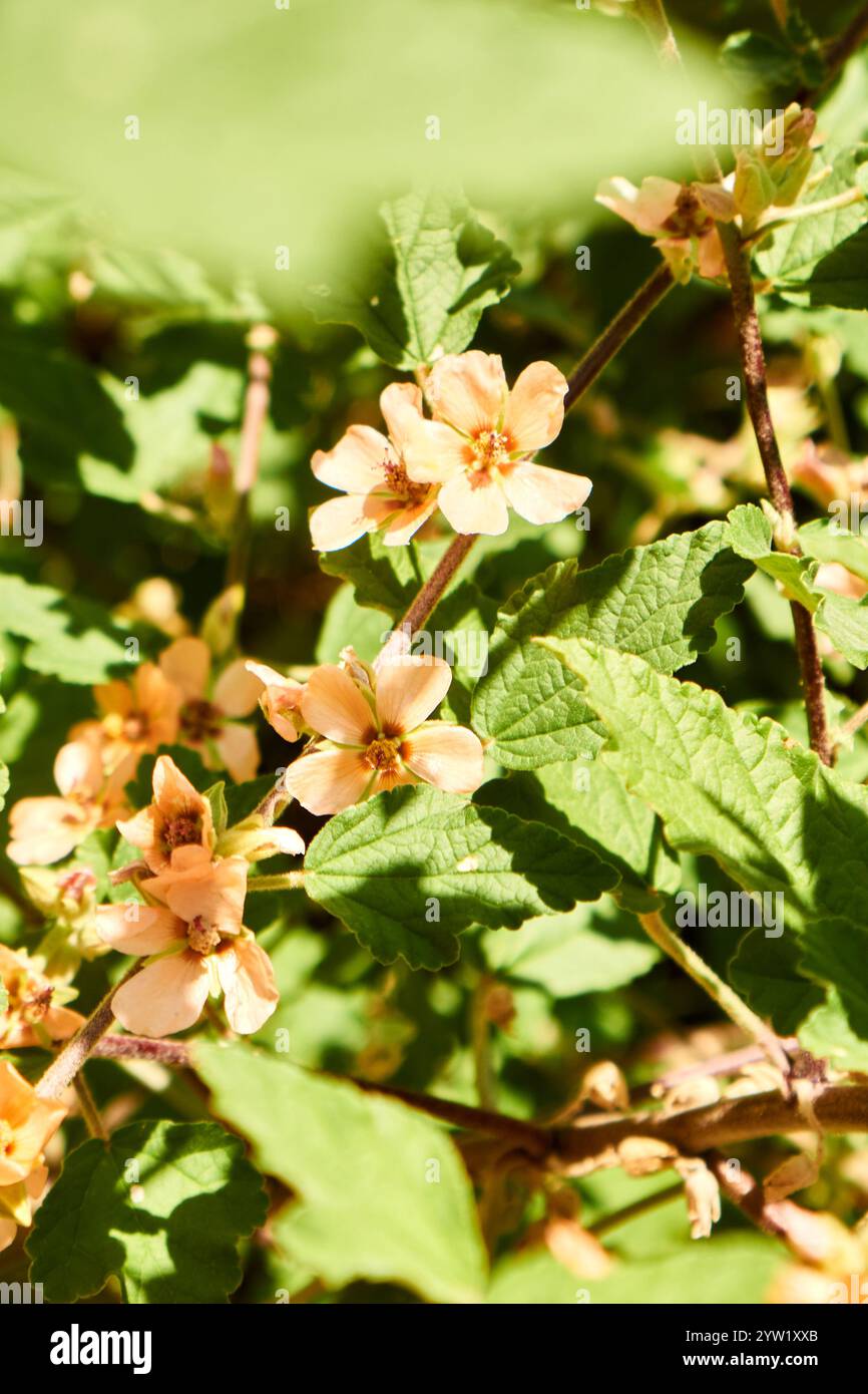 Pale yellow flowers of the Sphaeralcea bonariensis mallow plant Stock ...