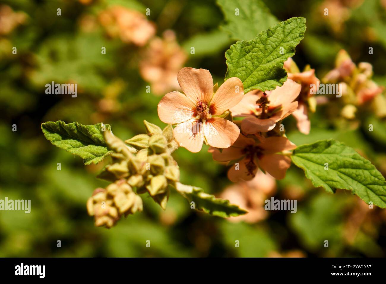 Pale yellow flowers of the Sphaeralcea bonariensis mallow plant Stock ...