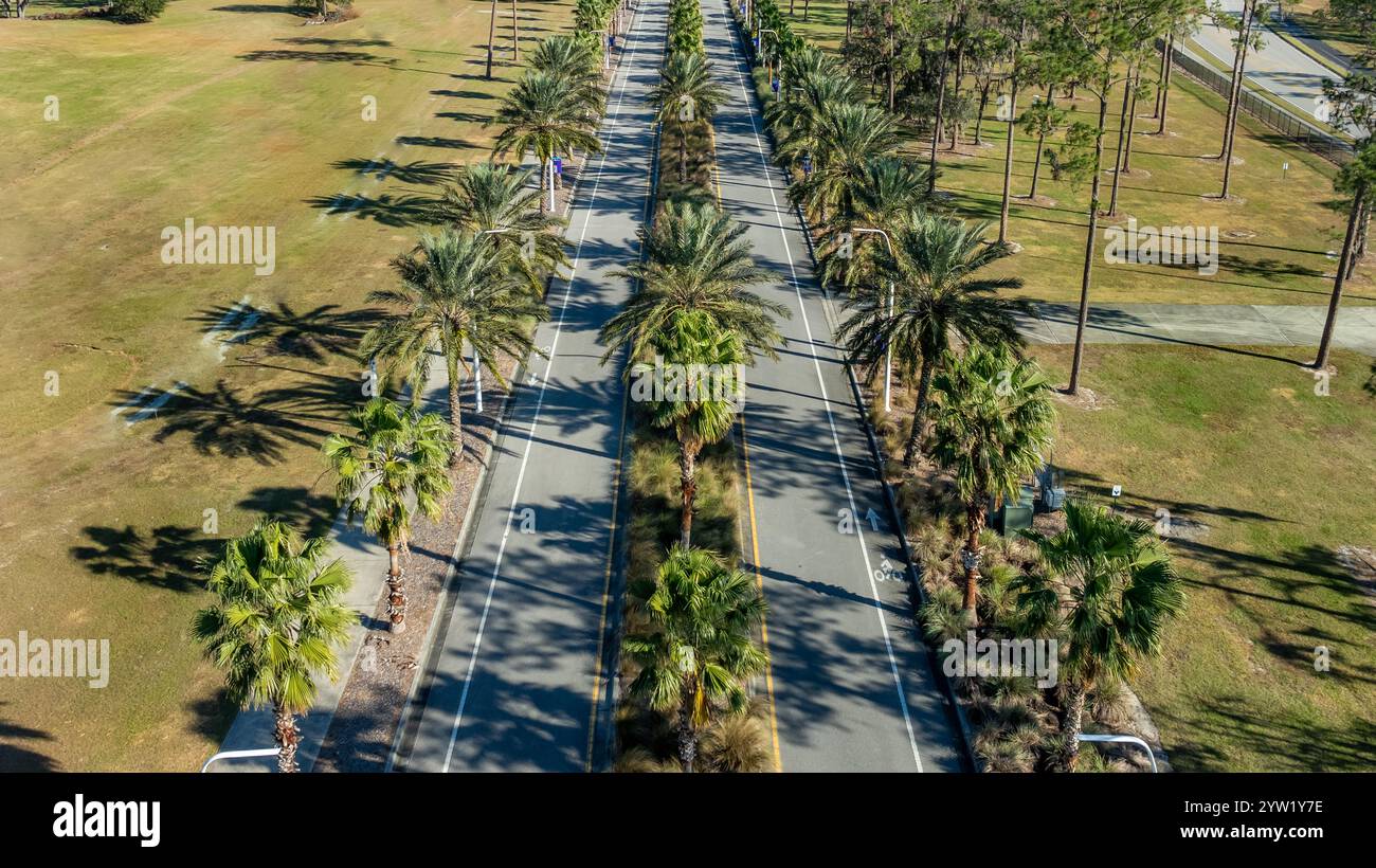 Drone photos, aerial image, of a street lined with tall palm trees on ...