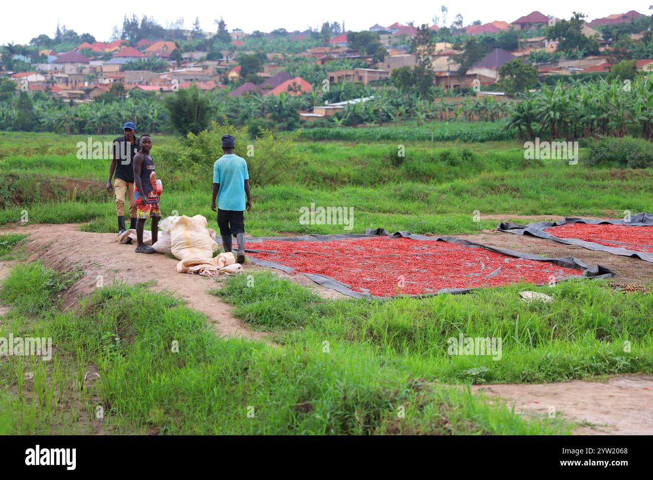 Kigali, Rwanda. 4th Dec, 2024. Farmers dry chili peppers in Kigali ...