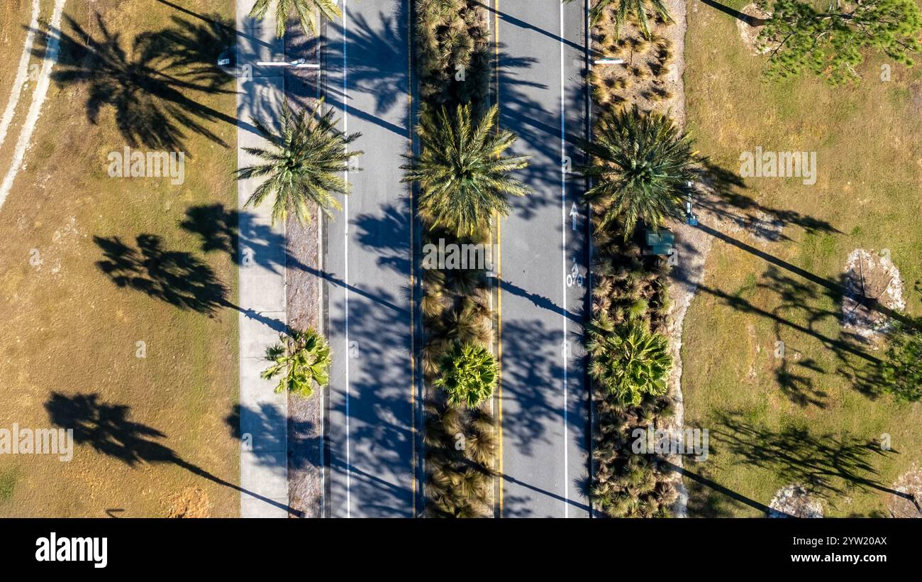 Drone photos, aerial image, of a street lined with tall palm trees on ...