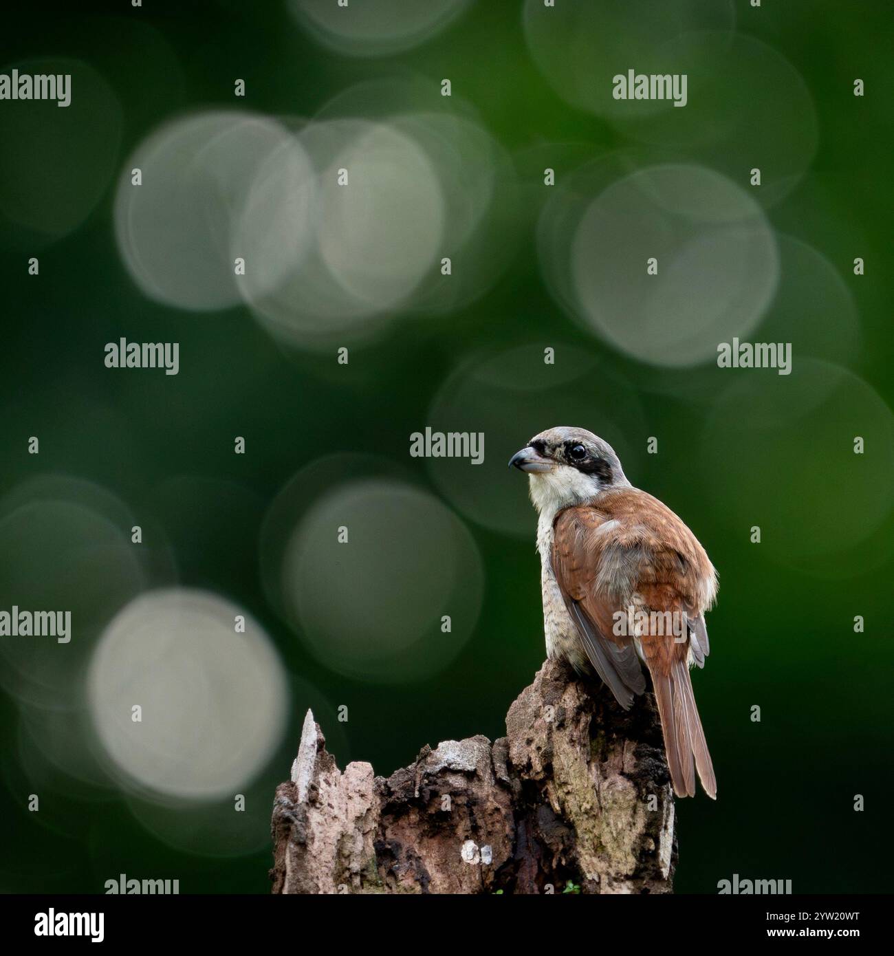 A tiger shrike bird Stock Photo - Alamy