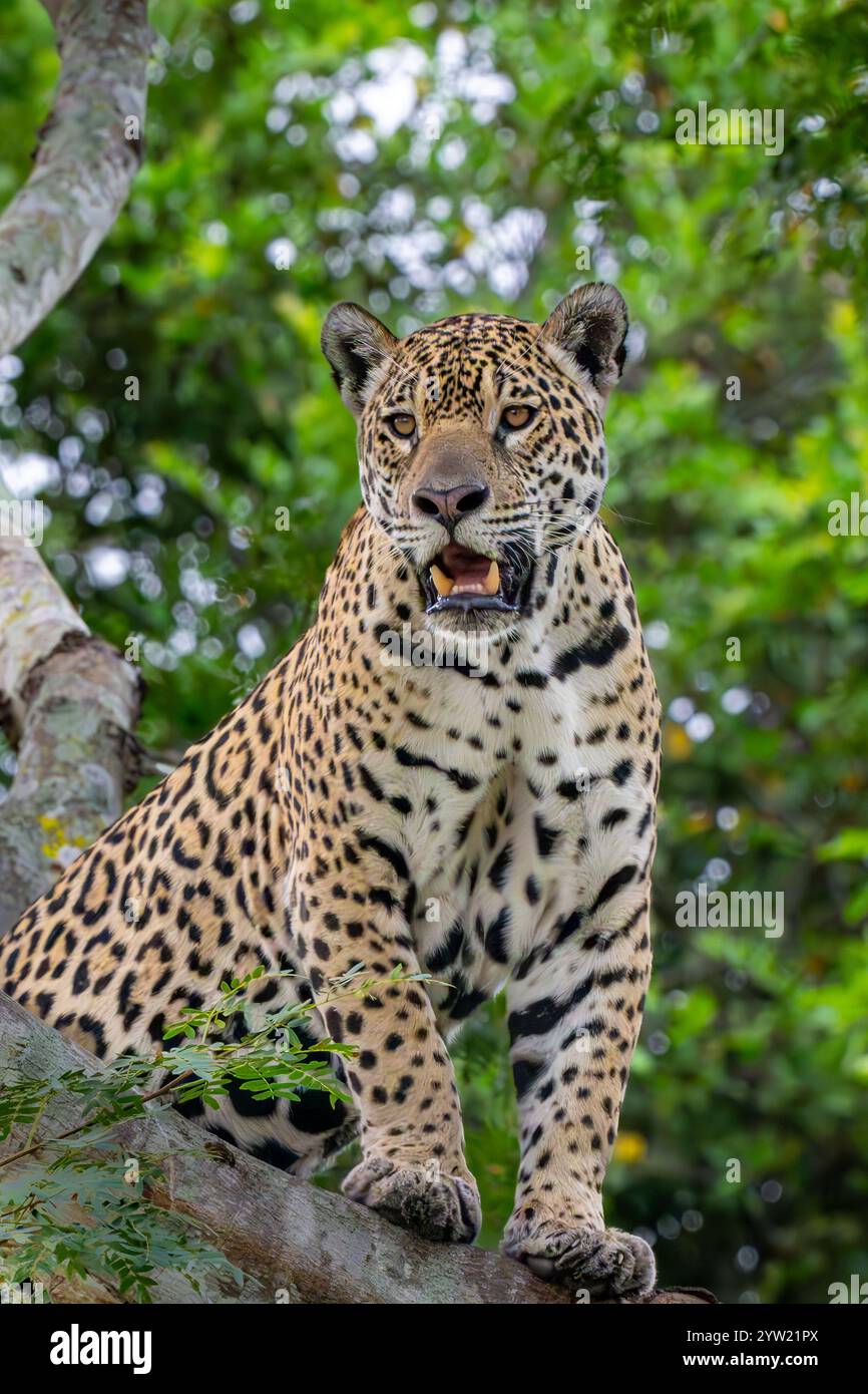 Jaguar poised on front legs looking down from a high tree at the river ...