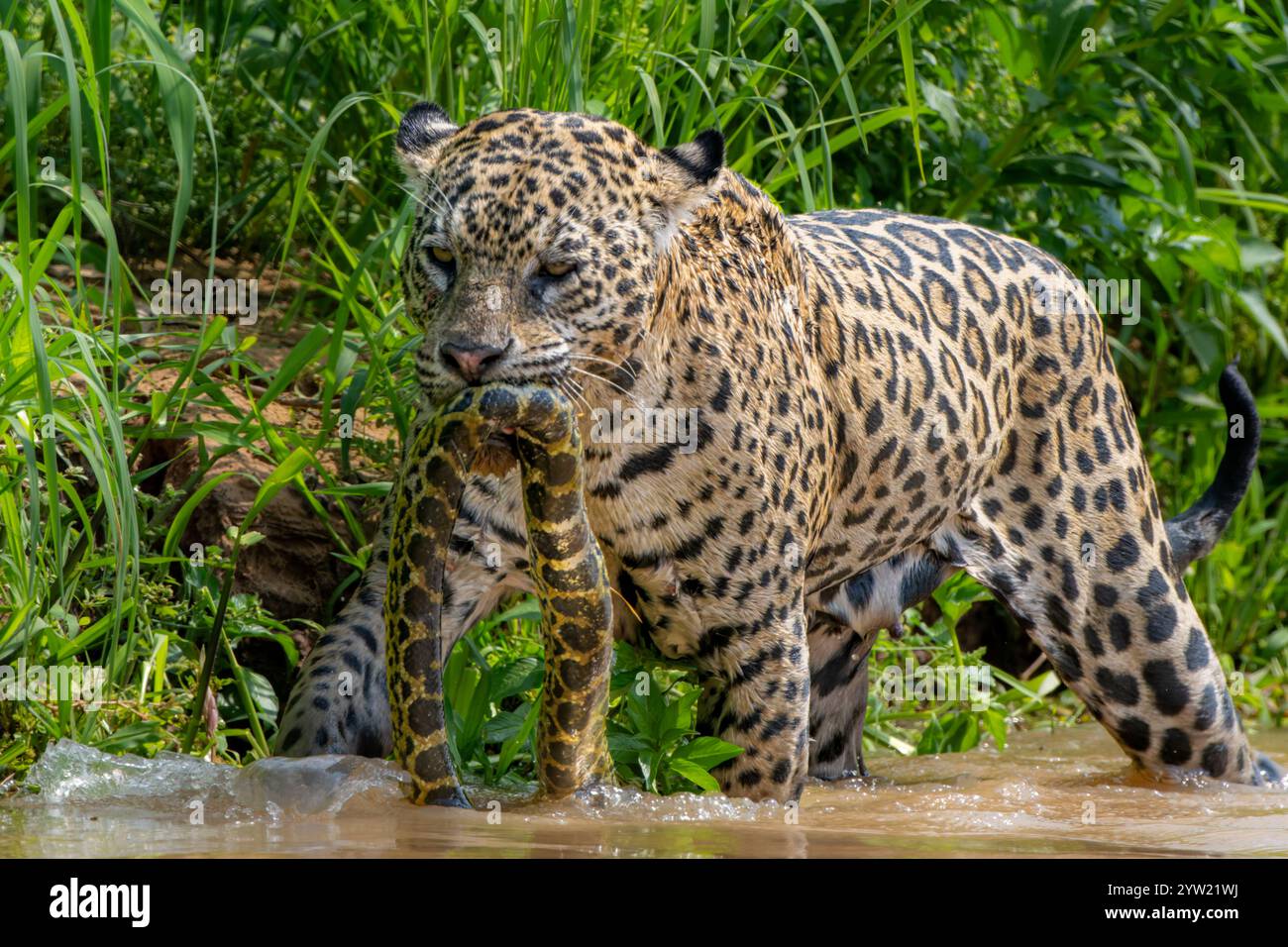 Jaguar with an anaconda in its mouth wading through the river on the ...