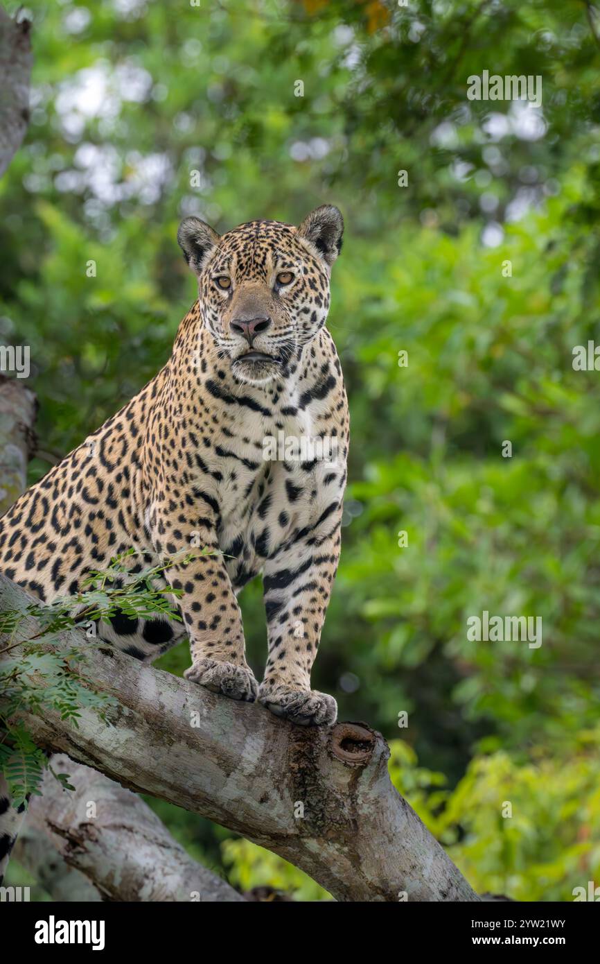 Jaguar poised on front legs looking down from a high tree at the river ...