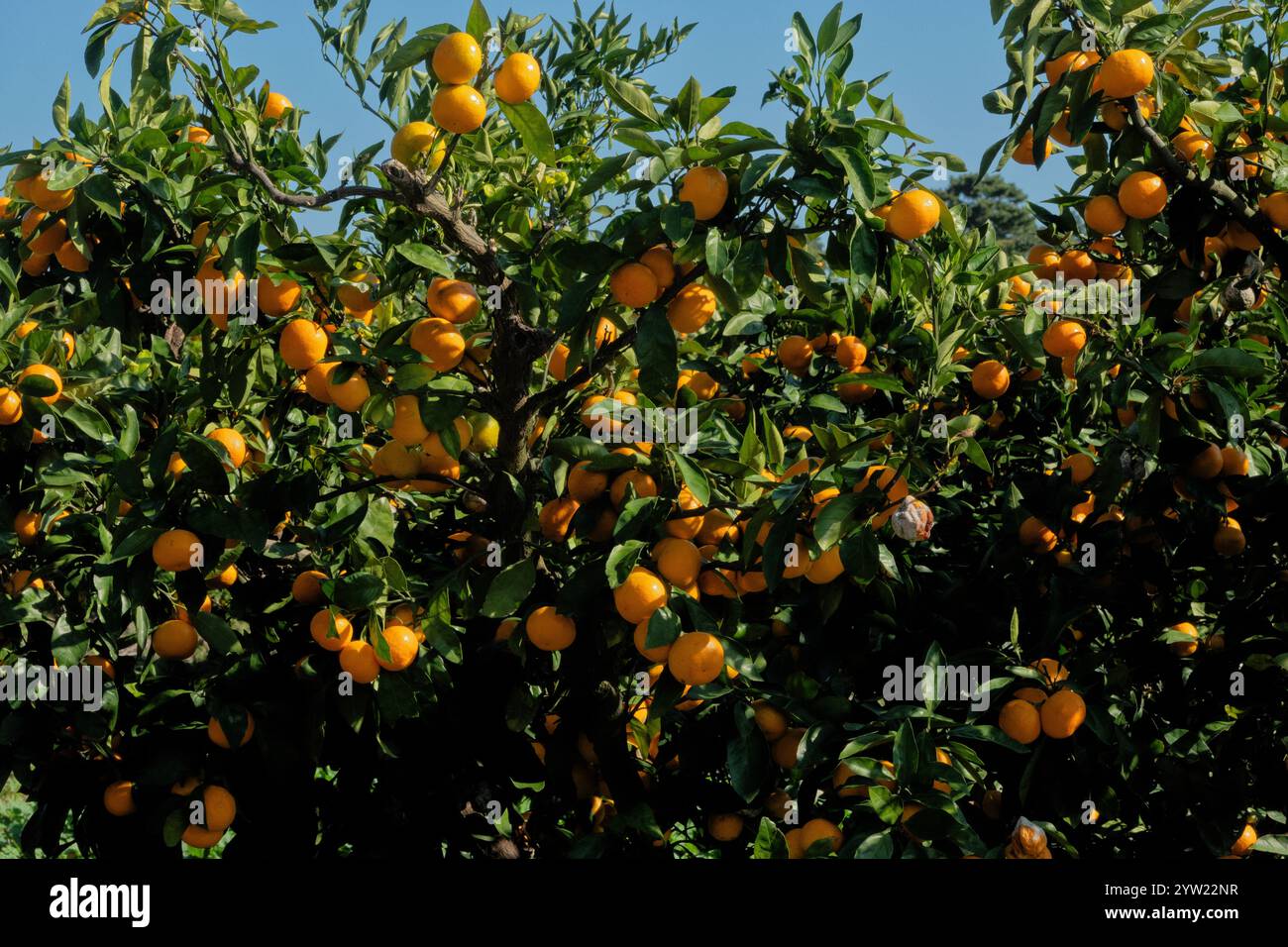 Prized Hallabong oranges along the Jeju Olle Trail, Seogwipo, Jeju ...