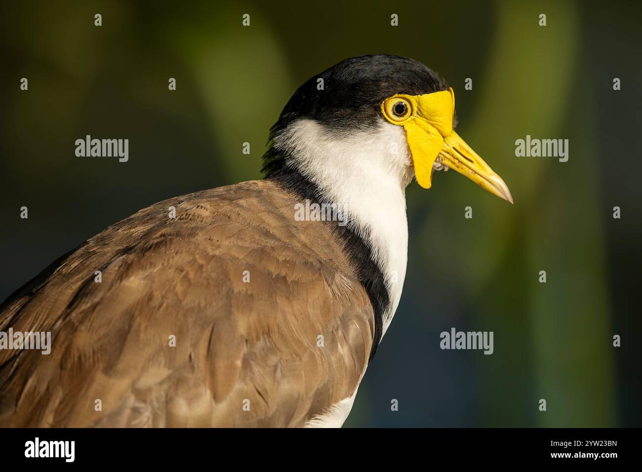 The masked lapwing is a large, common and conspicuous bird native to ...