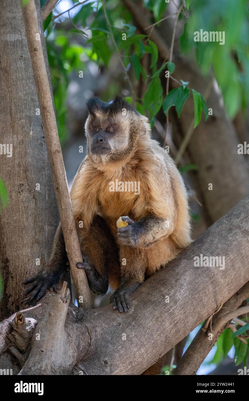 Large primate seated hi-res stock photography and images - Alamy