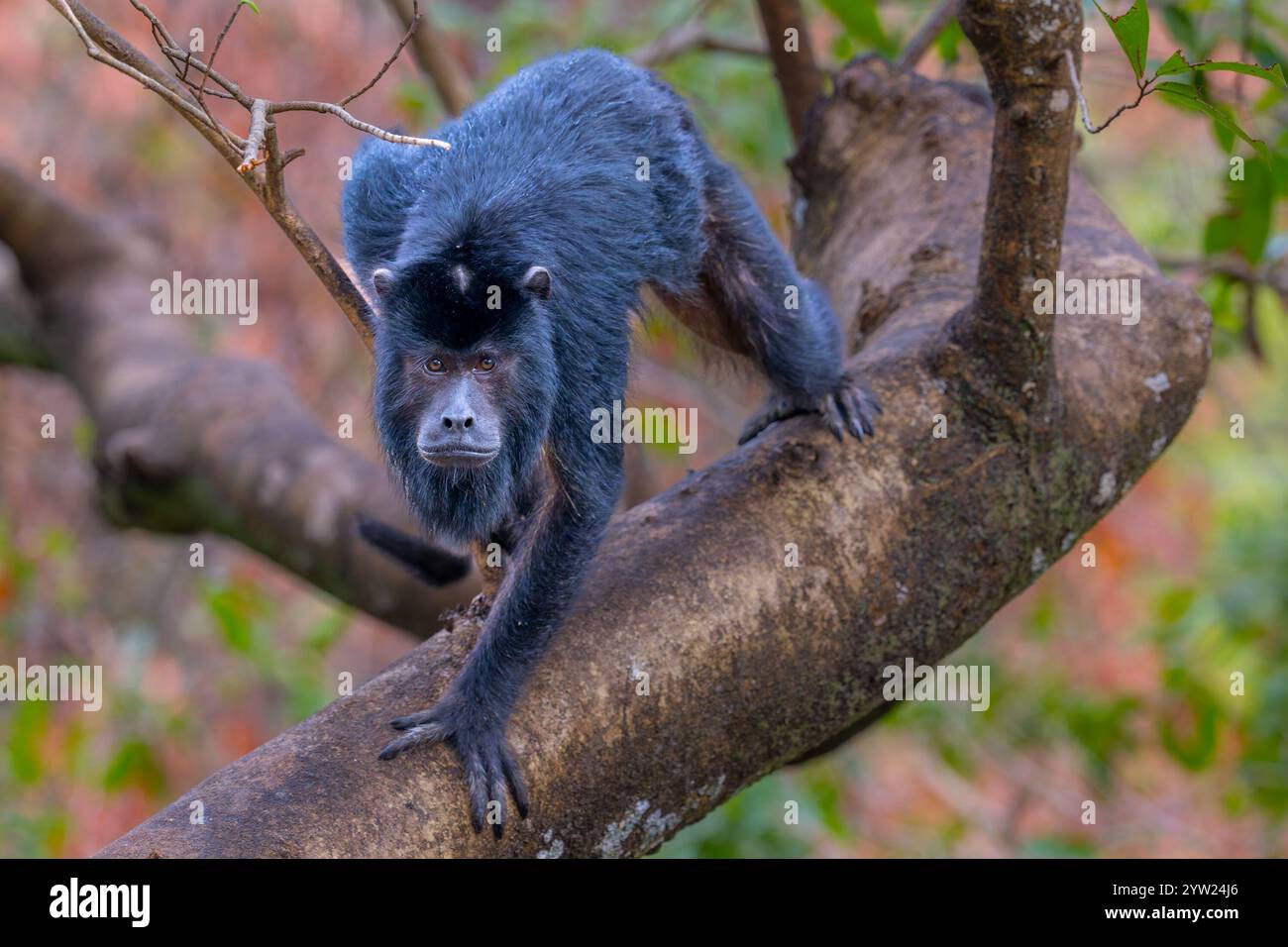 Howler Monkey climbing along a large tree branch looking up at camerara ...
