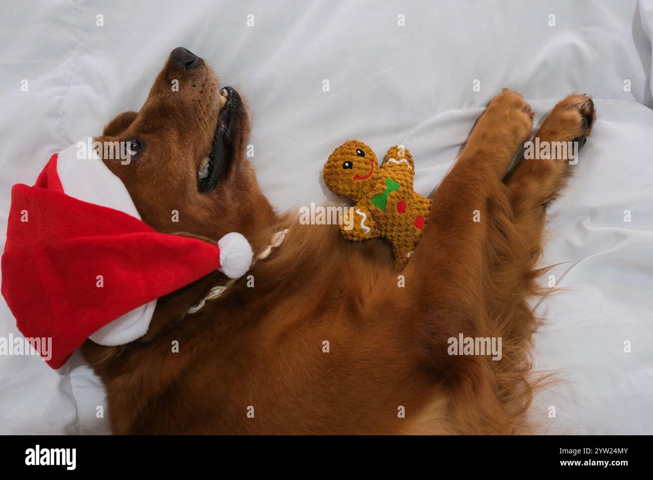 Golden retriever dog lying in a Santa hat and hugging a gingerbread man ...