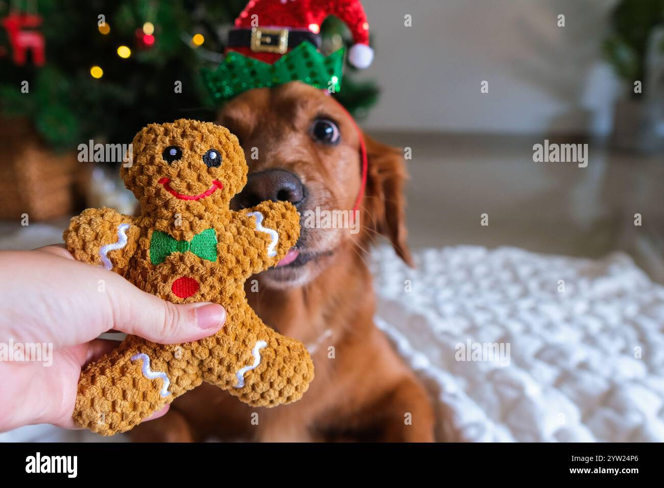 Close up of owner hand giving his golden retriever dog a gingerbread ...