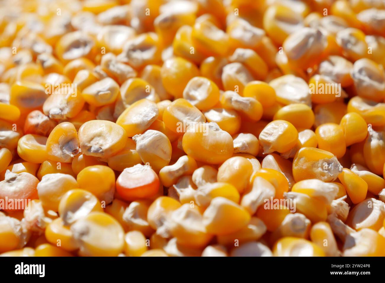 A CloseUp View of Beautifully Dried Yellow Corn Kernels on Display ...