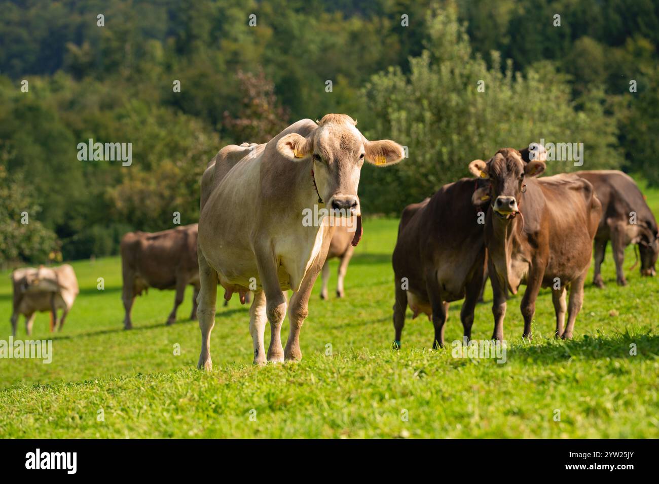 Cow on mountains. Cows on alps meadow. Cows farm nature. Cattle eating ...