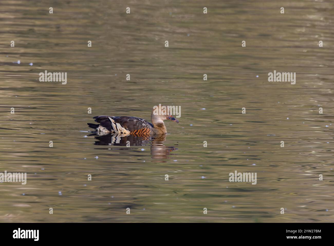 side view shot of a plumed whistling-duck swimming at hasties swamp ...