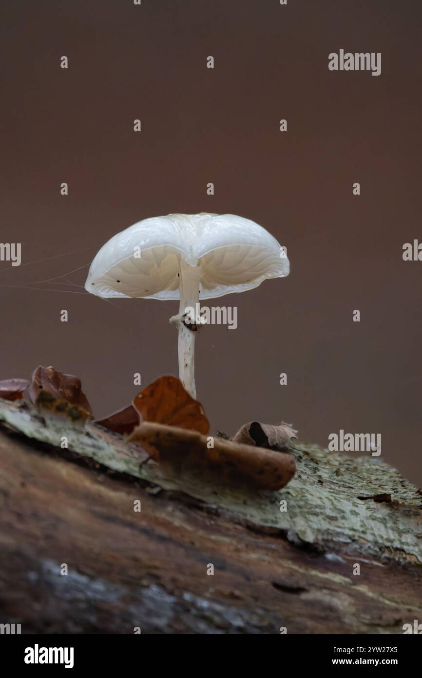 Mucidula mucida hi-res stock photography and images - Alamy