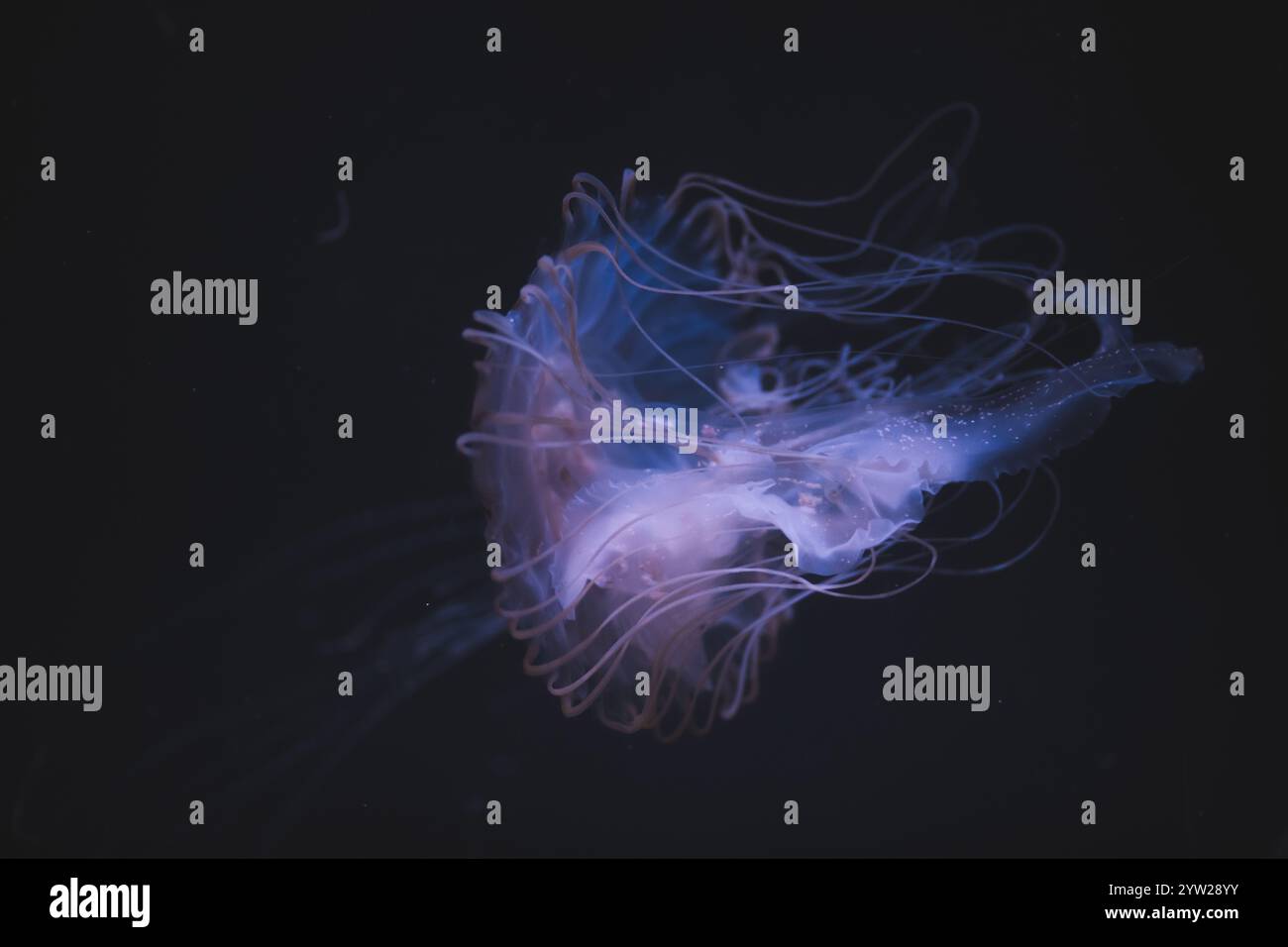 Jellyfish are mesmerizing marine creatures with bell-shaped bodies and ...