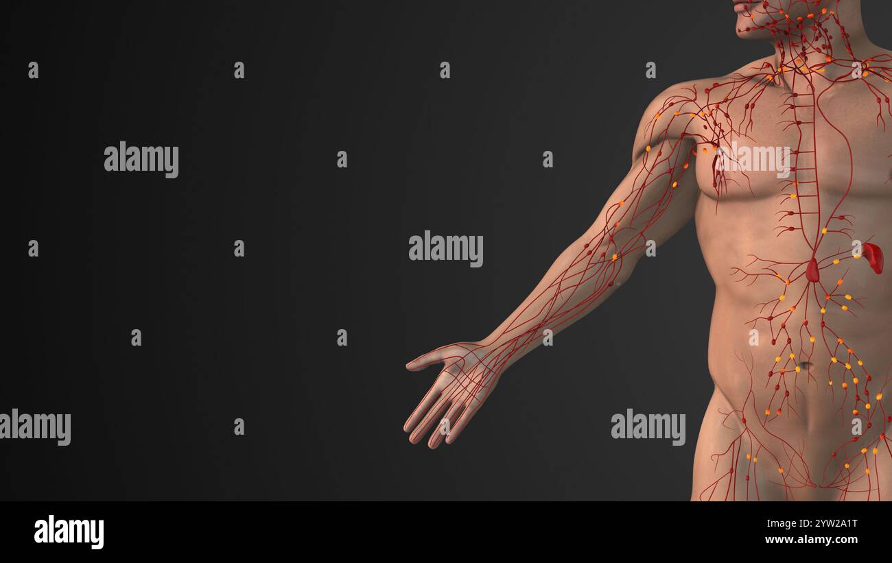 Lymphatic hi-res stock photography and images - Alamy Lymphatic hi-res stock photography and images - Alamy