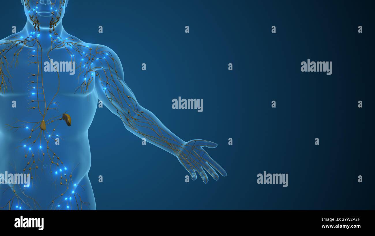 Spleen lymphatic system lymph nodes hi-res stock photography and images ...