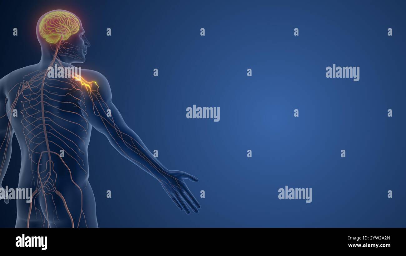 Somatic Nerves in Hand Regulating Motor Responses Stock Photo - Alamy