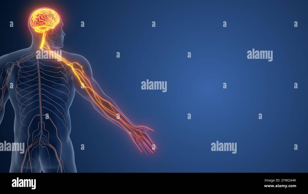 Muscle nerve in arm hi-res stock photography and images - Alamy