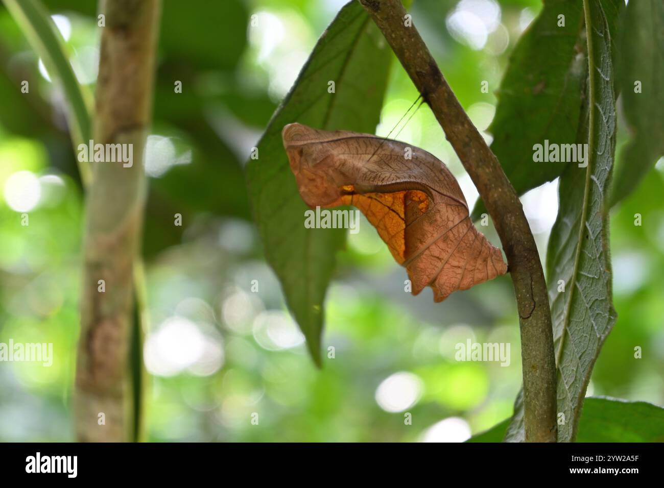 Soft focus close up view of a pale brown colored pupa of a Sri Lankan ...