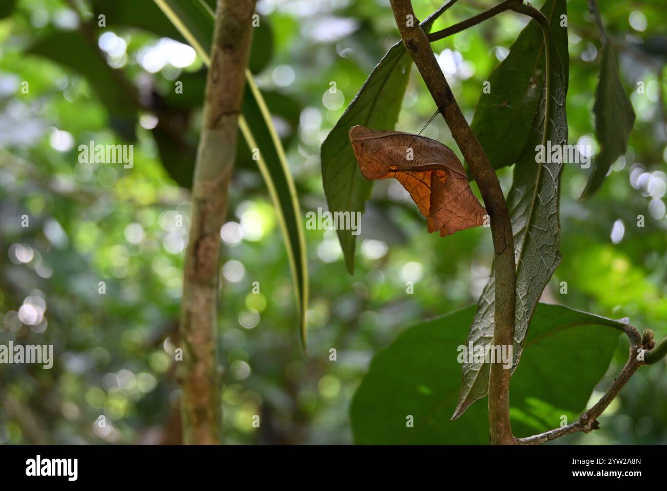 Sri lankan birdwing pupa hi-res stock photography and images - Alamy