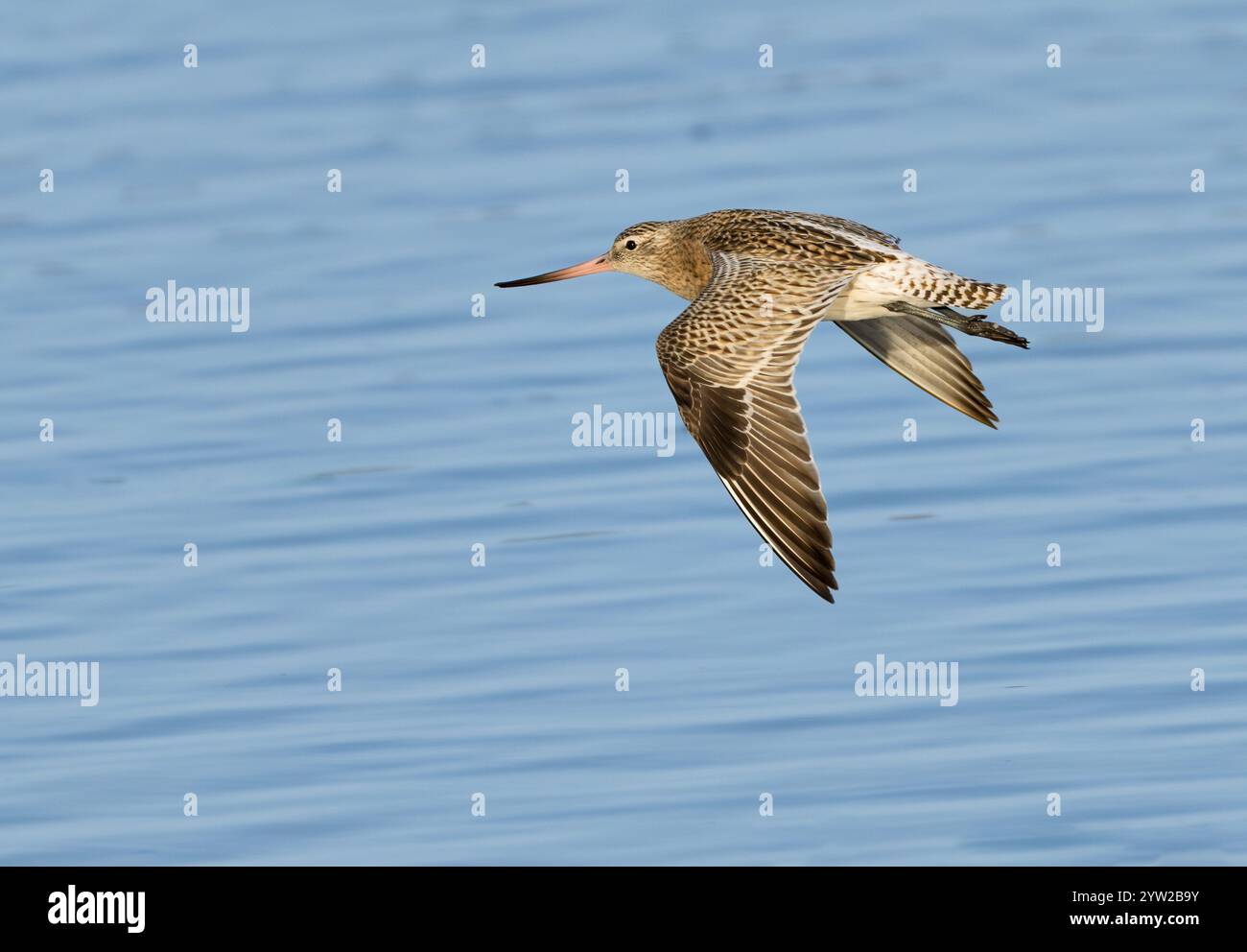 Limosa lapponica flying hi-res stock photography and images - Alamy