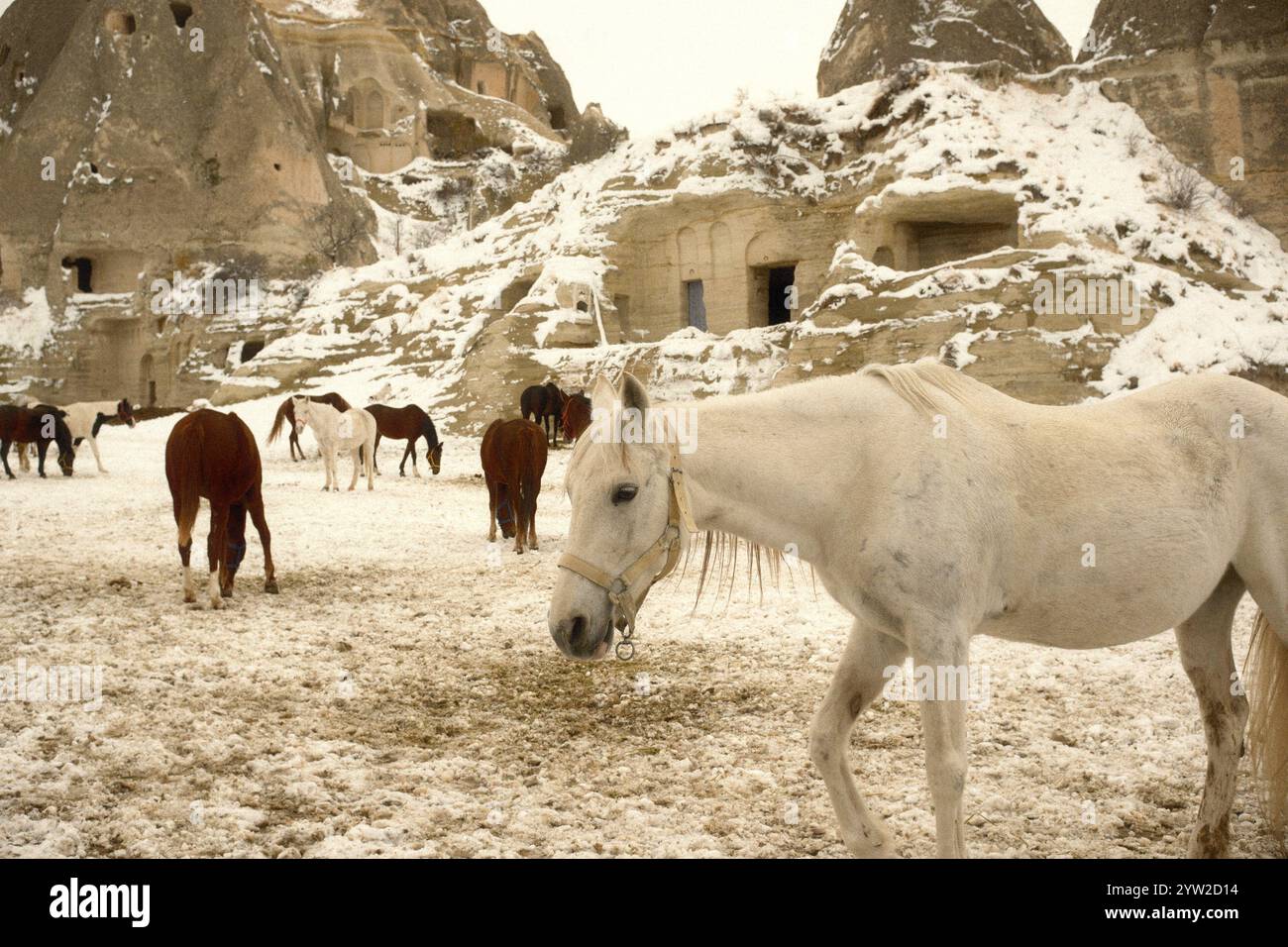 Horses are resting in the snowy ranch yard with the stone cave backdrop ...