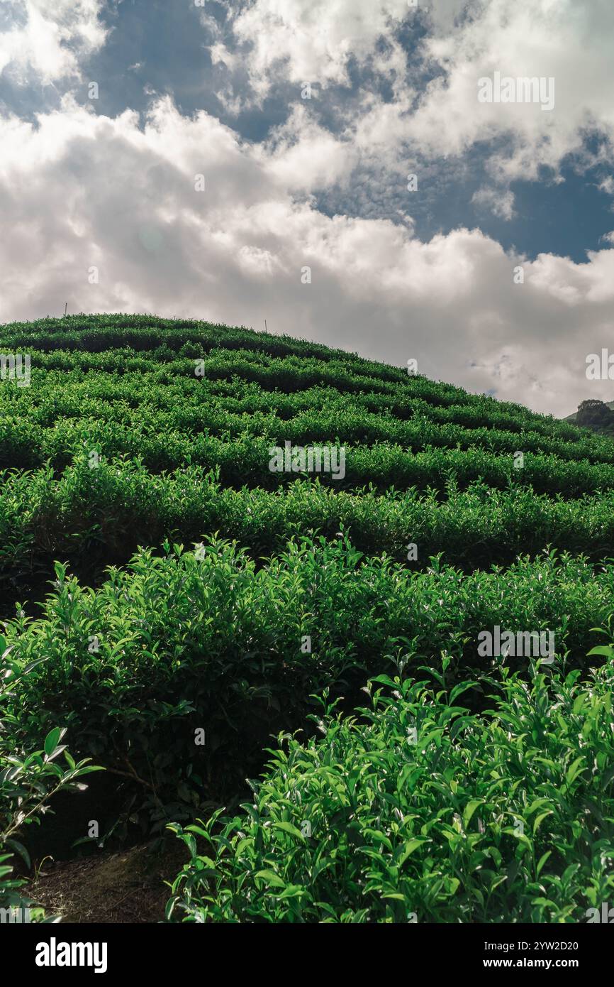 The breathtaking view showcases lush, verdant tea plantations sprawling ...