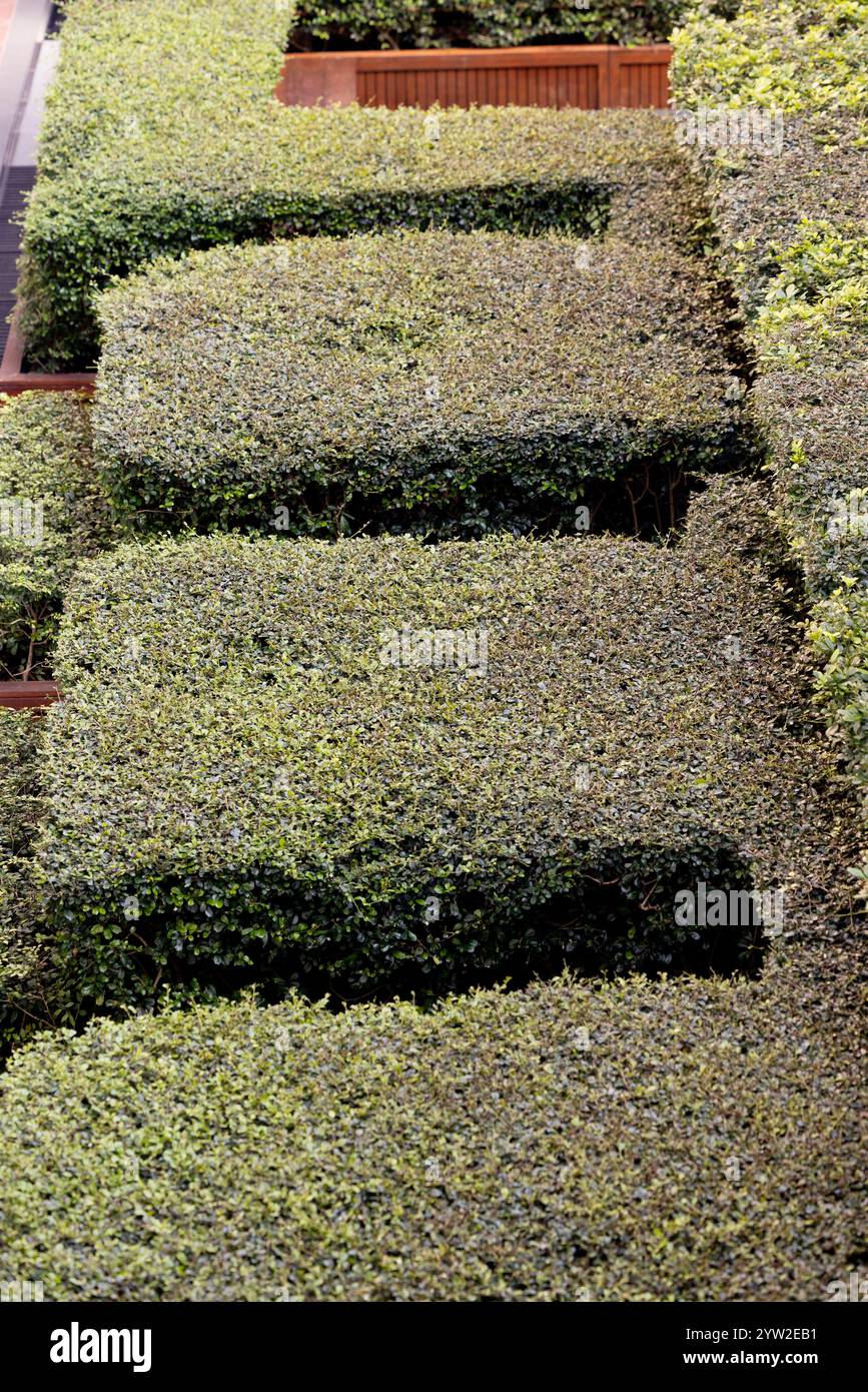 Geometric bush landscape design green Stock Photo - Alamy