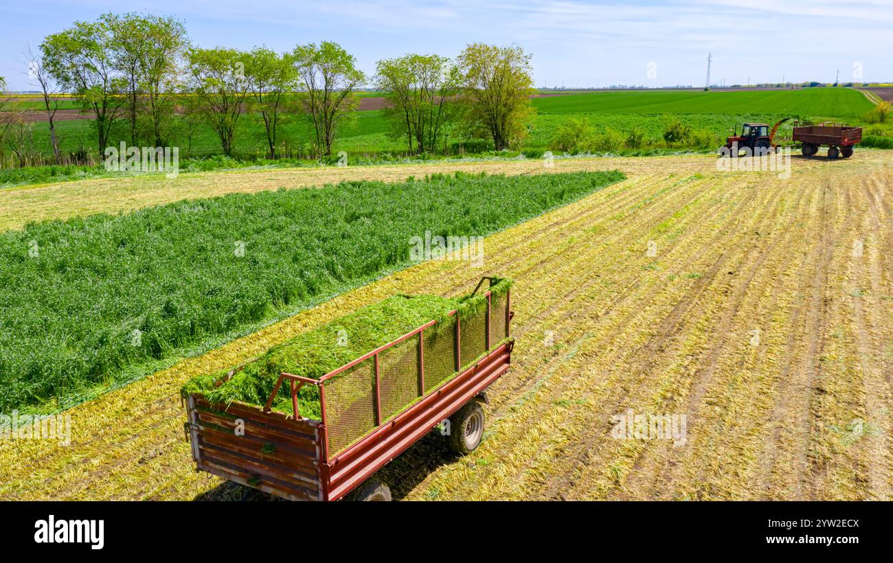 Above view on agricultural trailer full with fresh harvested green crop ...