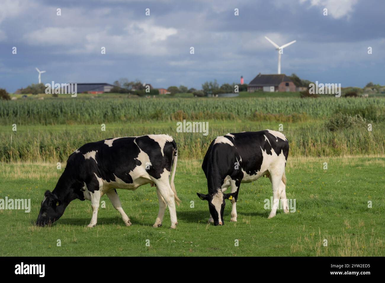 Dairy cows. Cow at meadow. Cattle in grass field. Cow in grassy pasture ...