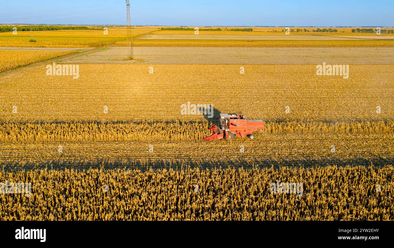 Above, view of agricultural harvester as cutting and harvesting mature ...