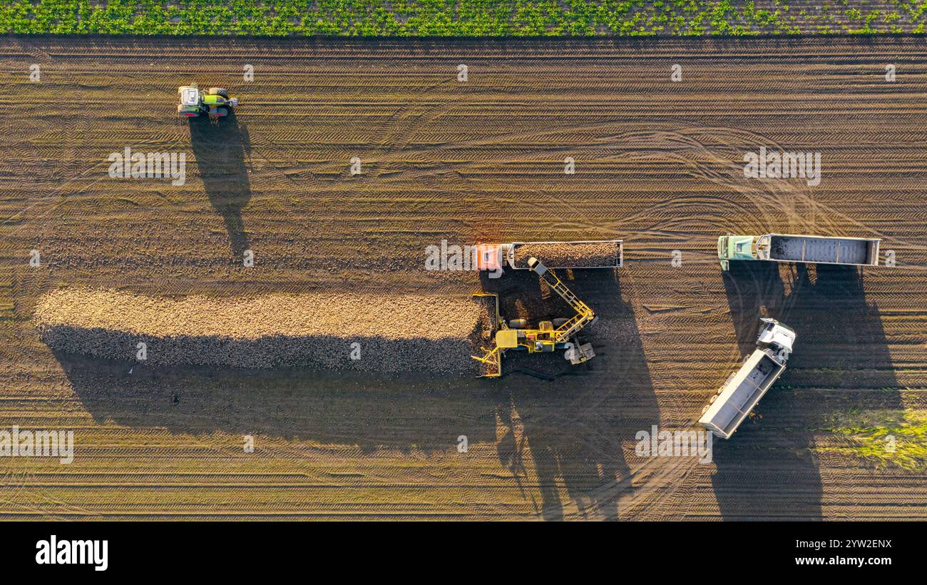 Above top view, agricultural loader as transferring freshly harvested ...