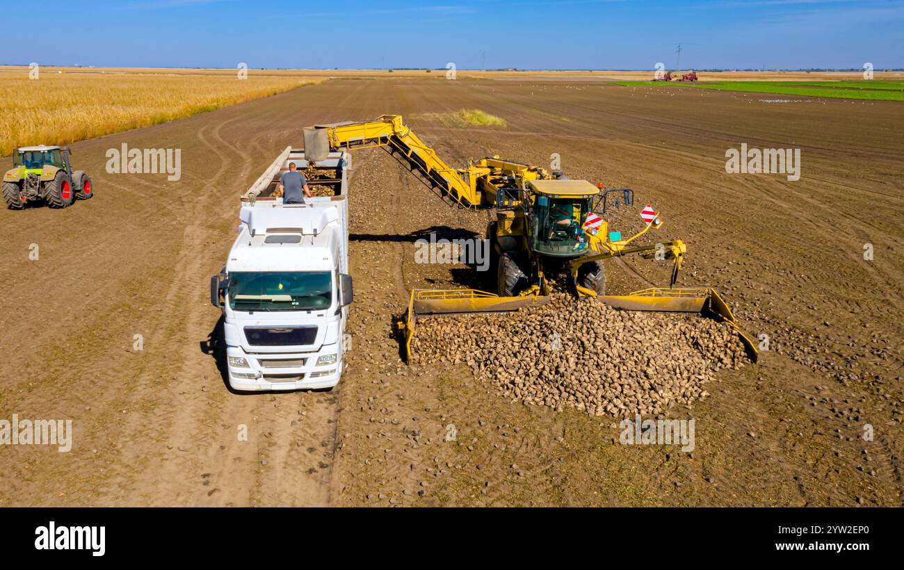 Above front view on agricultural machine, beet loader as transferring ...