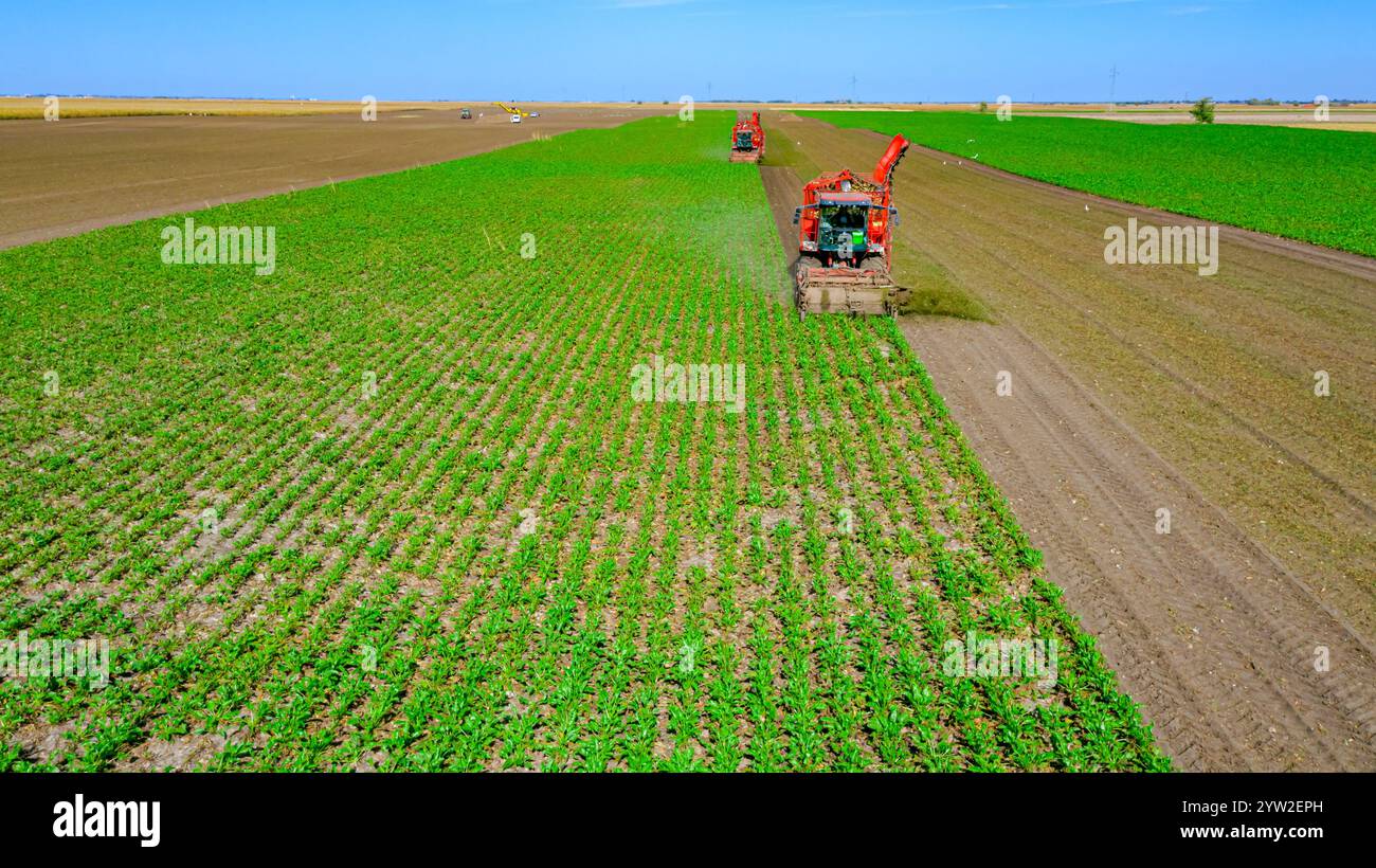 Above view on two agricultural machines, harvesters as cutting and ...