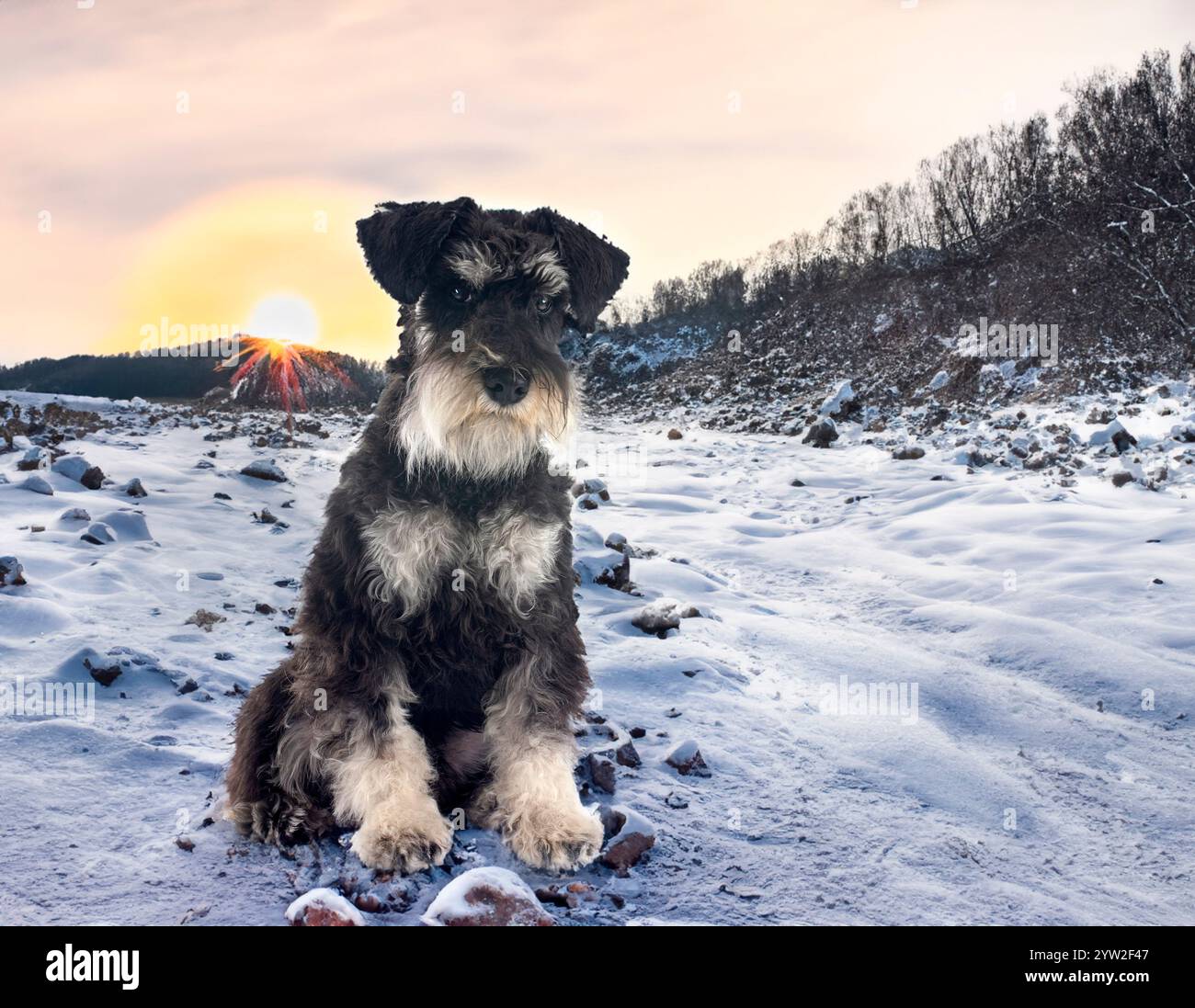 miniature schnauzer in front of winter background Stock Photo - Alamy