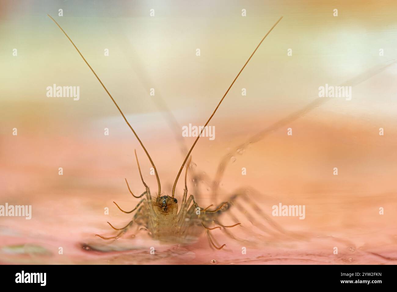 Scutigera coleoptrata or the house centipede in the jar. Shallow depth ...