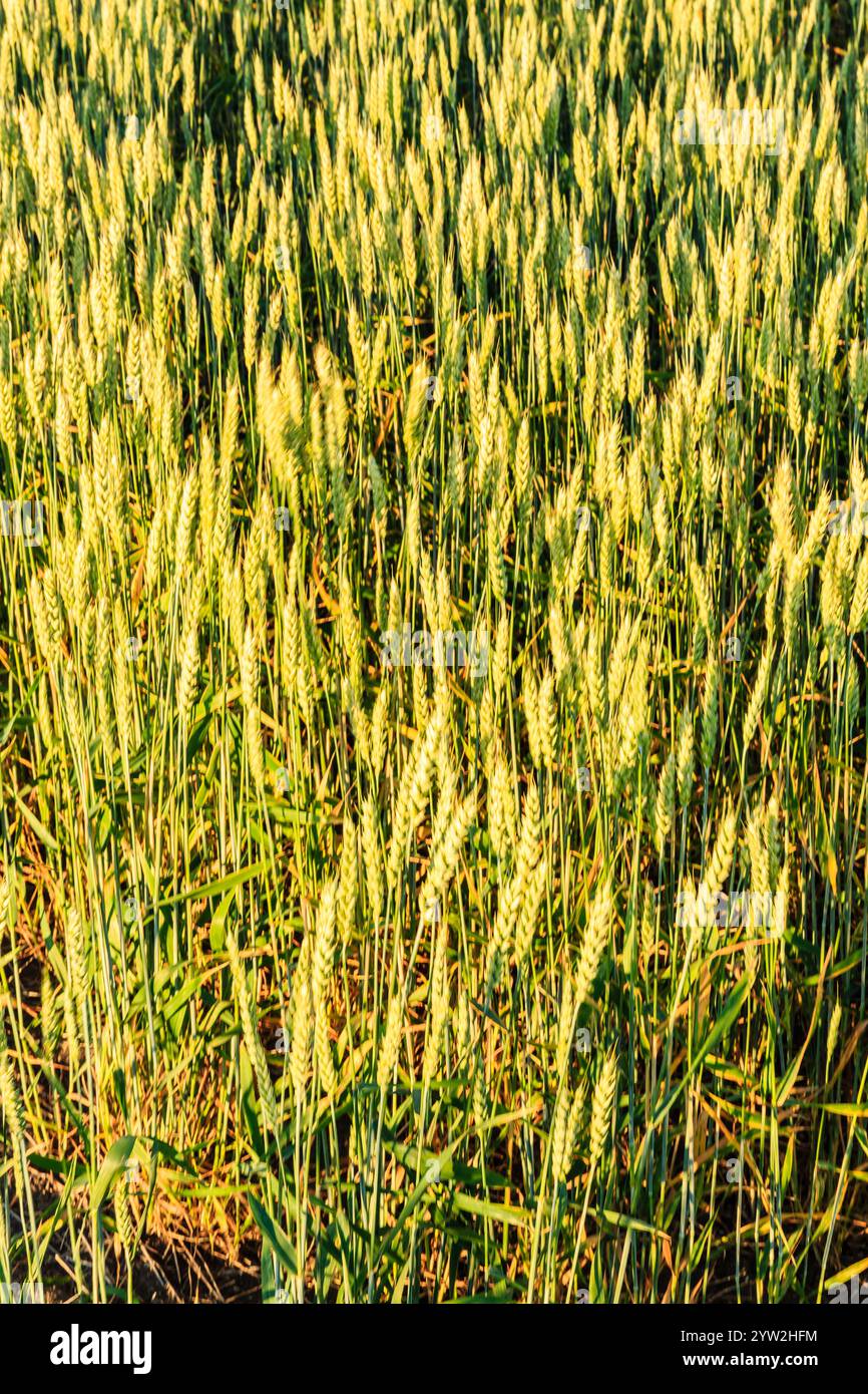 A field of tall golden wheat. The wheat is tall and green, and the ...