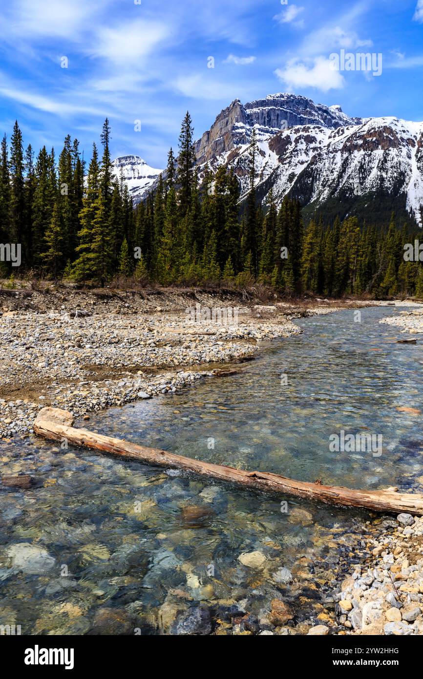 A river with a log floating on it. The water is clear and the ...