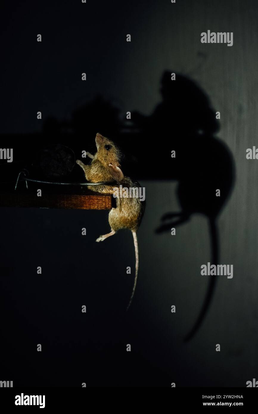 Danger mouse hi-res stock photography and images - Alamy