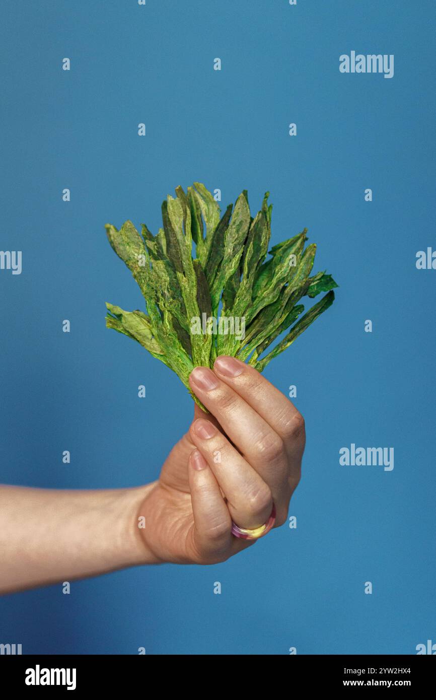 A hand gracefully holding a bountiful bunch of vibrant green leaves ...
