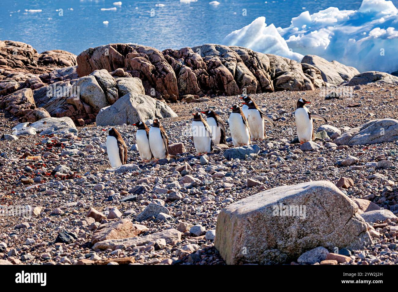 Gentoo penguins in sea hi-res stock photography and images - Alamy