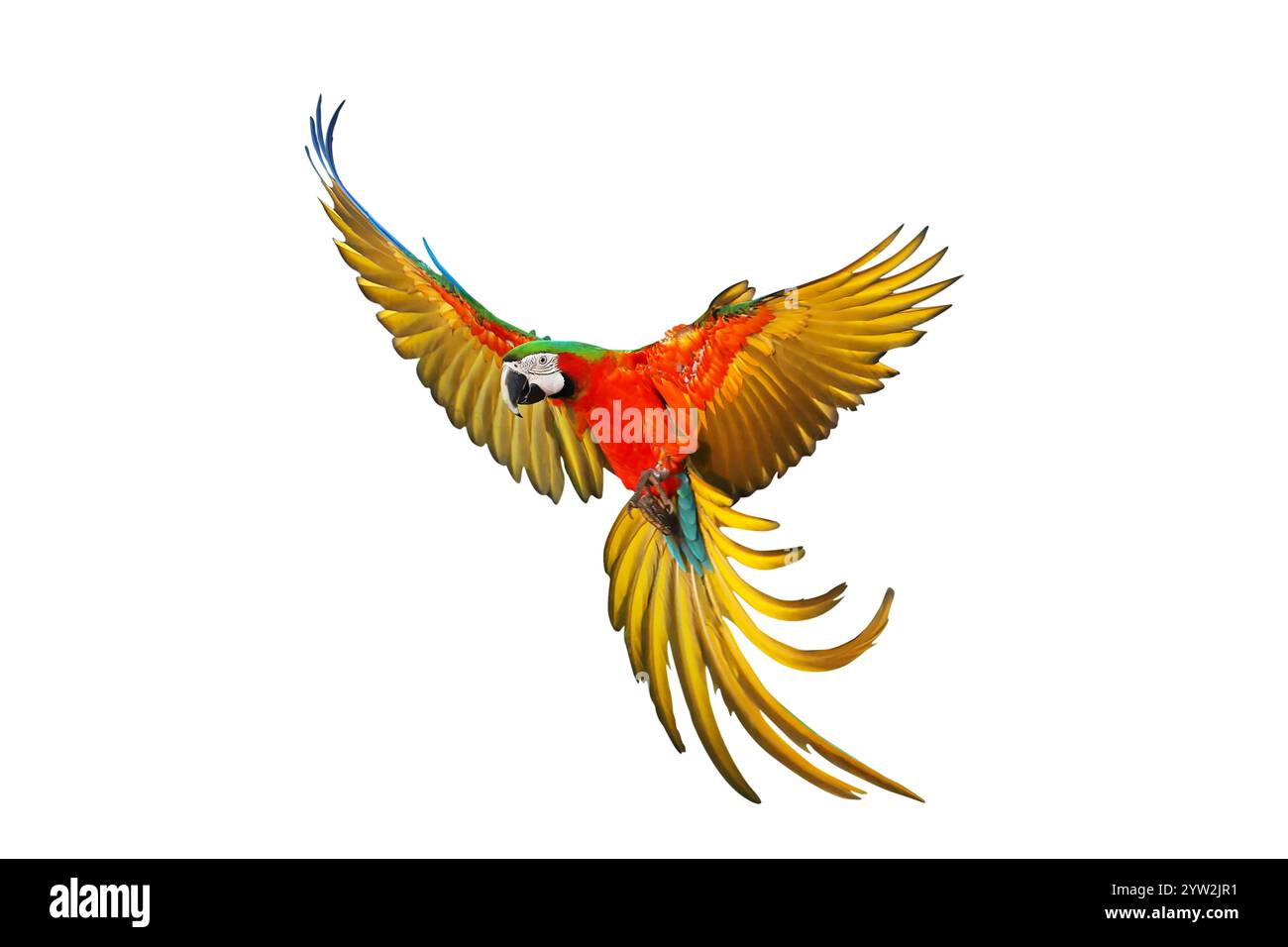 Colorful flying Harlequin Macaw parrot isolated on white background ...