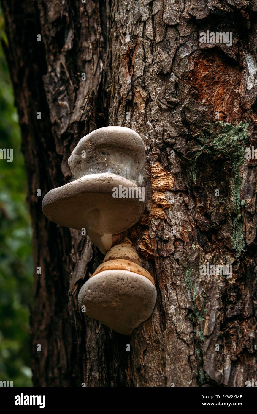 Tree with fungi growth in a dense forest. Highlights medicinal uses ...